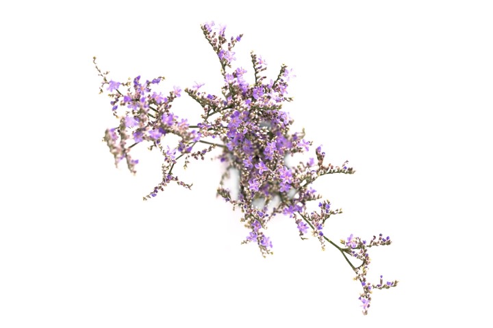 แคสเปียร์ x ดอกไม้ x flowerhub.space