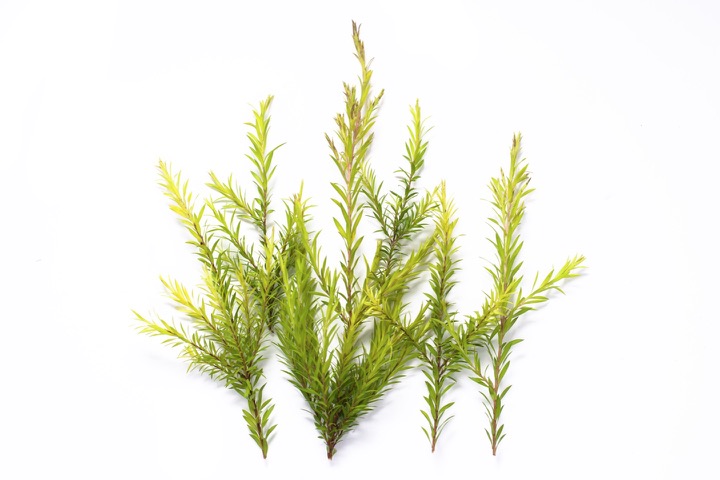 หลิวทอง x ใบไม้ x flowerhub.space